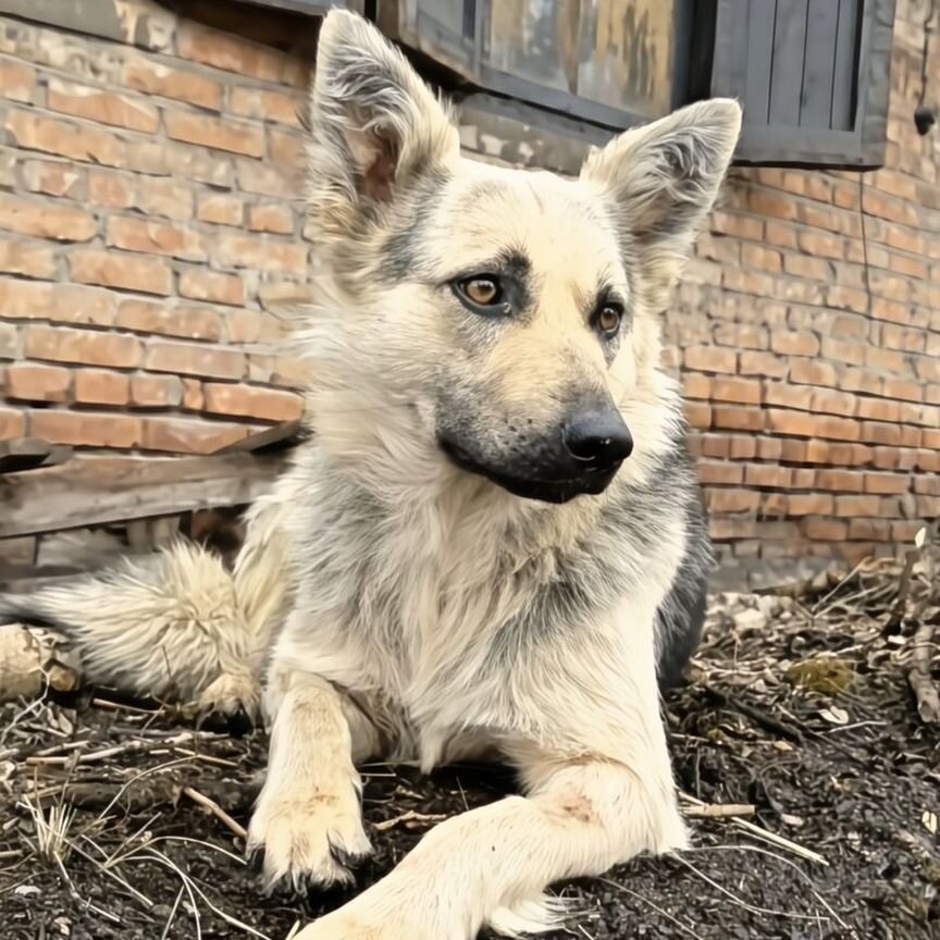 Взрослая собака в добрые руки