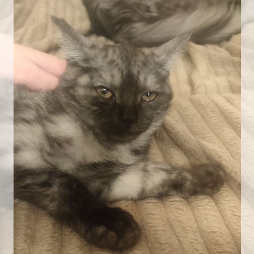 Котёнок от частного владельца