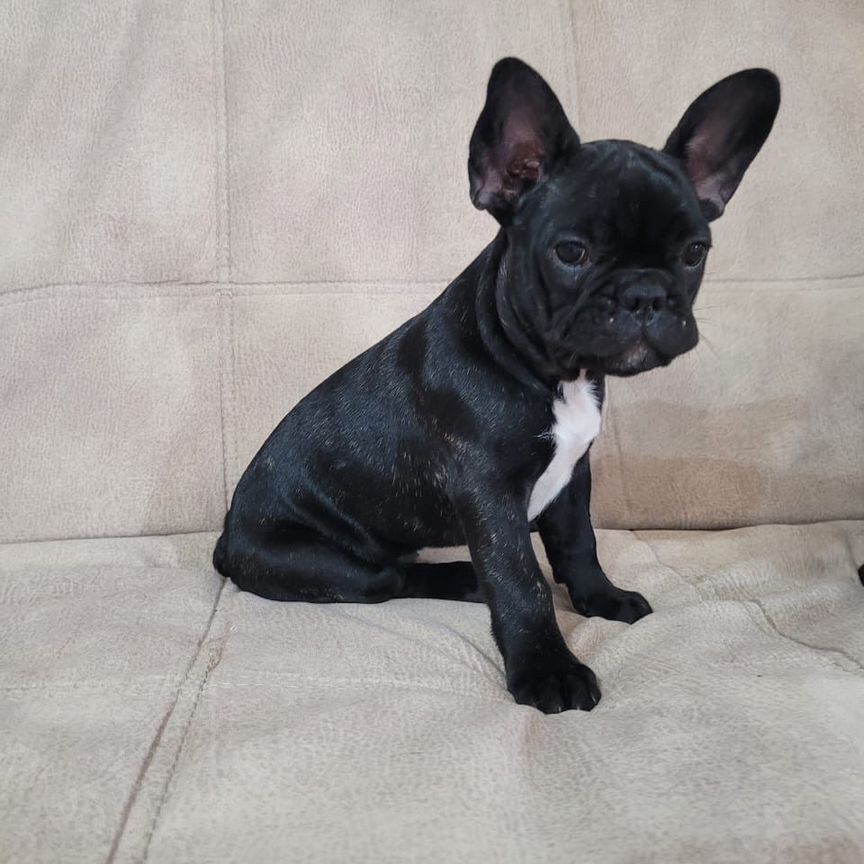 Французский бульдог