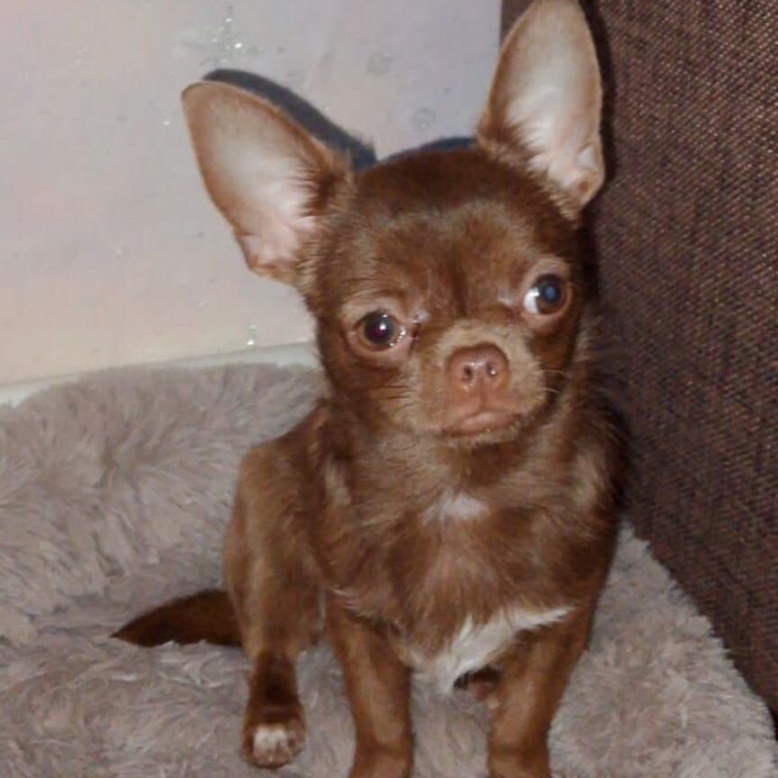 Чихуахуа, щенок