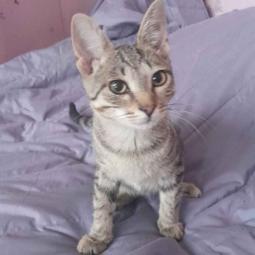Котенок в добрые руки