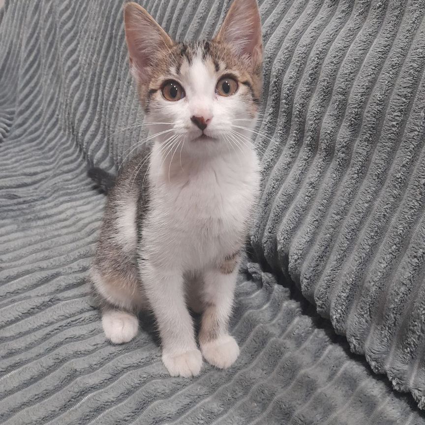 Чистокровный дворянин