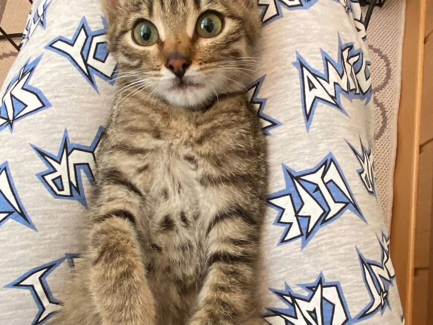 Маленькая Стеша ищет дом