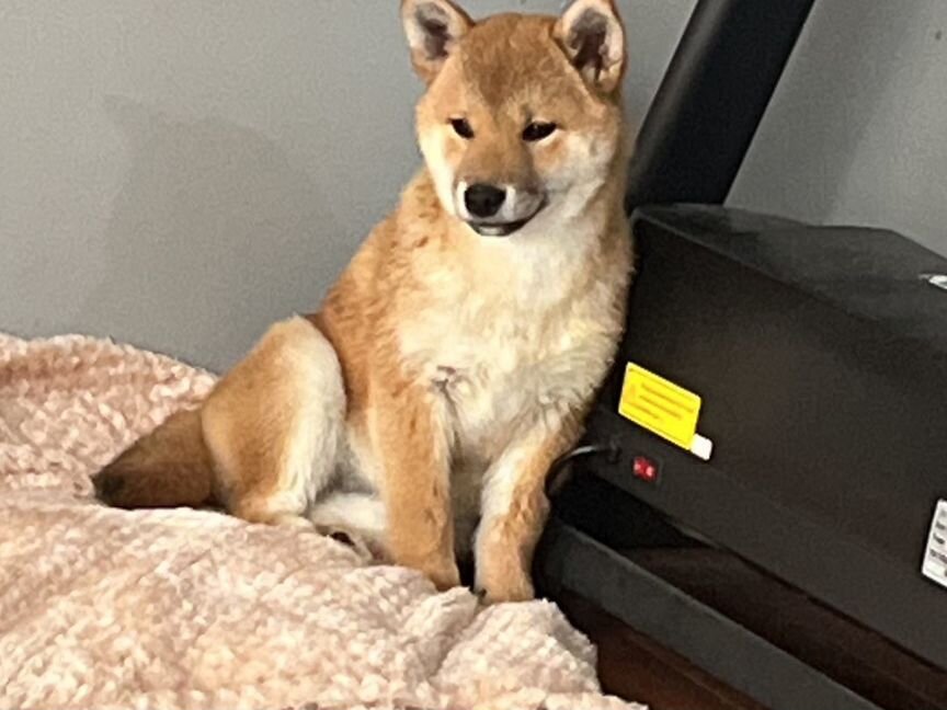 Сиба ину щенок