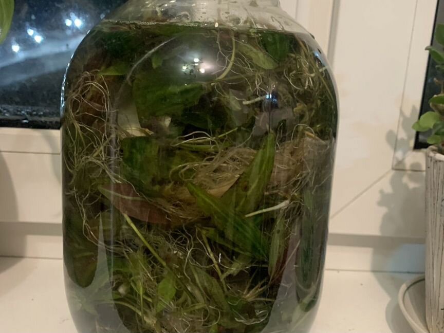 Аквариумные растения прополка