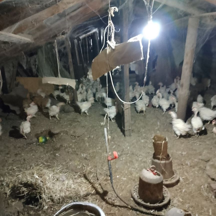 Куры не сушки яичной породы