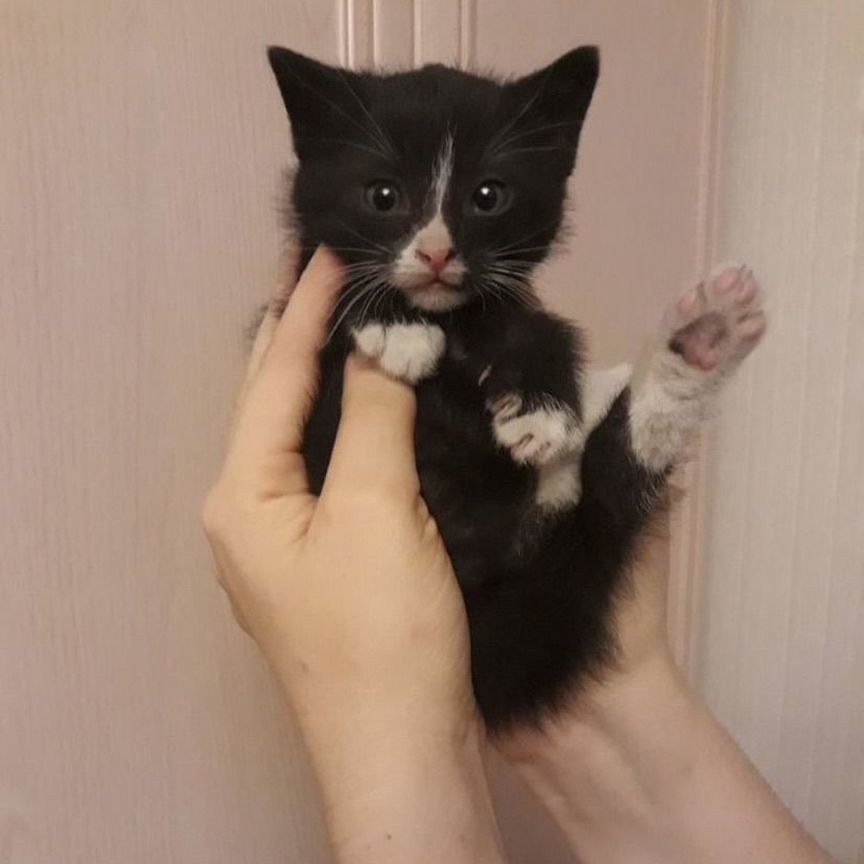 Котенок мальчик черный 1,5 мес