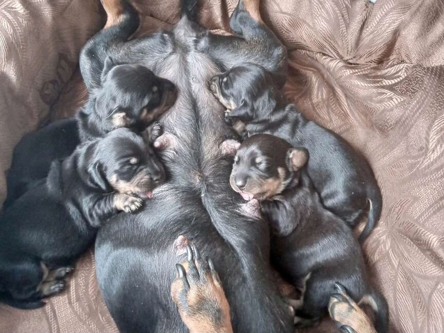 Продажа щенков таксы