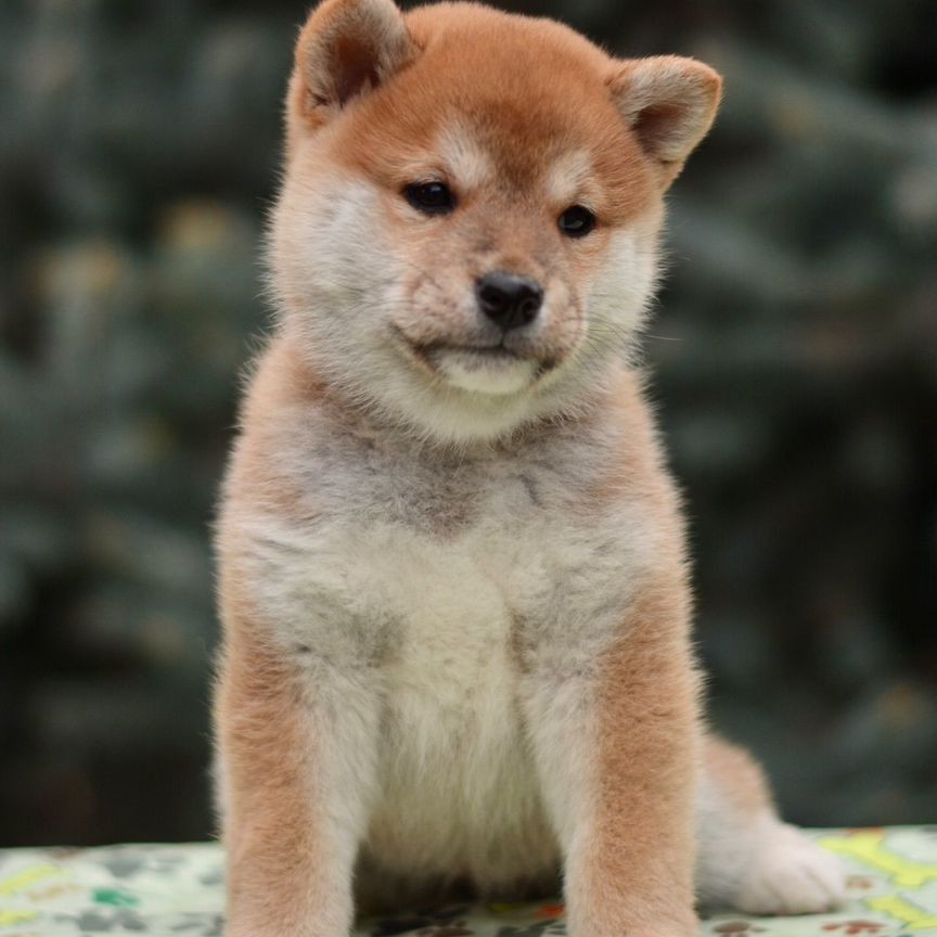 Девочка Сиба ину (документы РКФ)