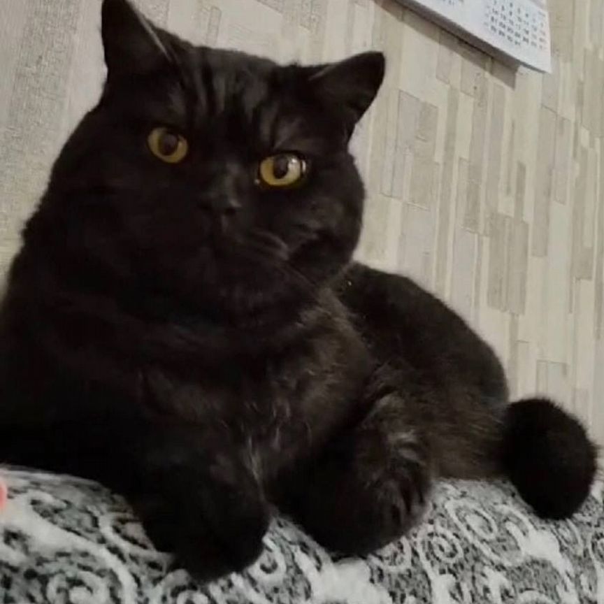 Кот британец котенок