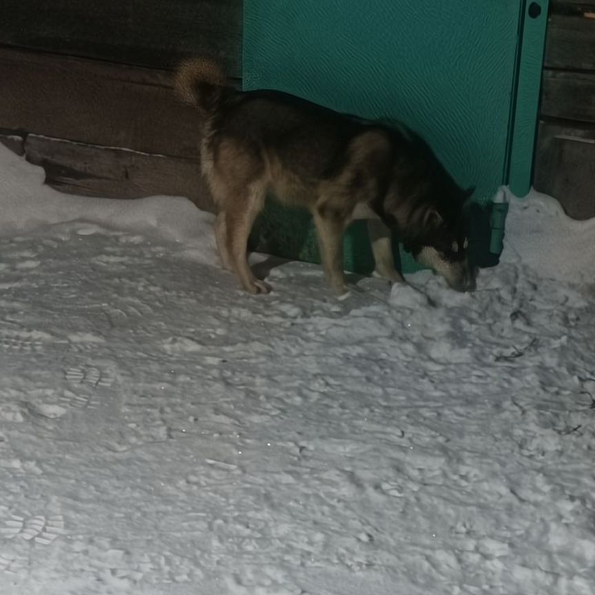 Лайка, щенок