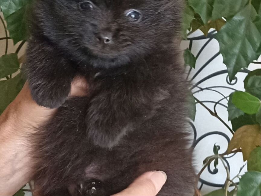 Померанский шпиц. Резерв