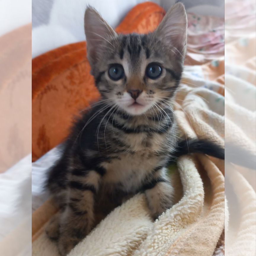 Отдам котят в добрые руки