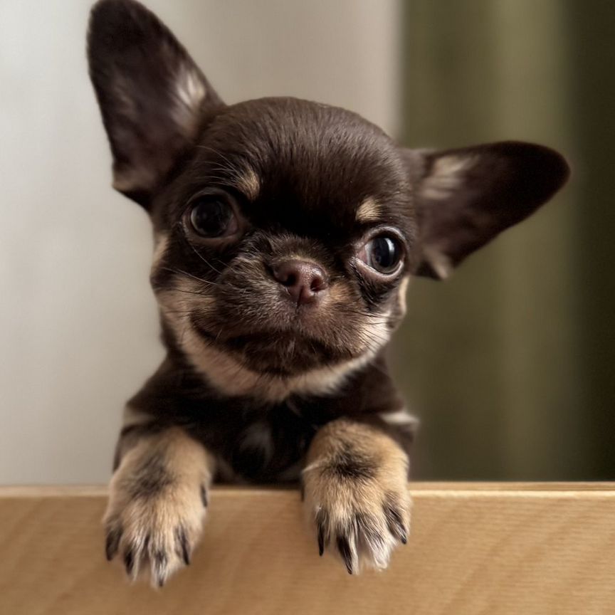 Чихуахуа, щенок