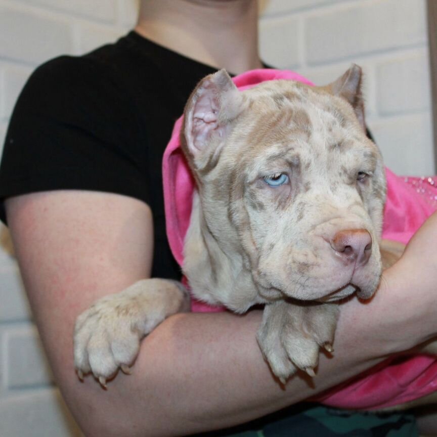 Потрясающая девочка американского булли