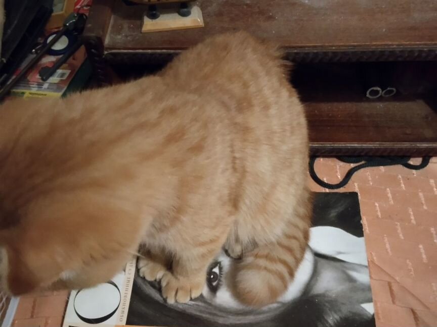 Кошечка вислоухая шотландка