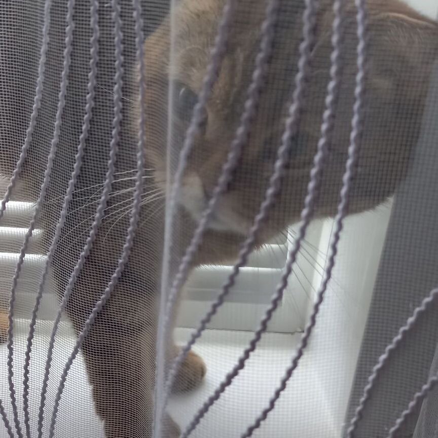 Отдам в добрые руки кошку