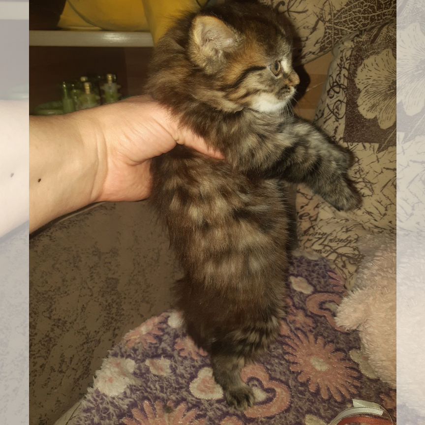 Шотландский прямоухий длинношёрстный котёнок