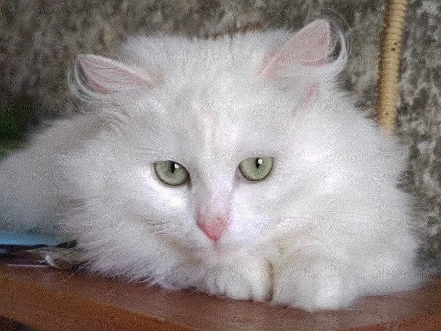 Пушистое облачко