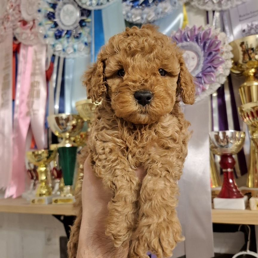 Той-пудель с документами