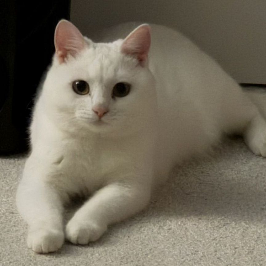 Британский длинношёрстный котёнок