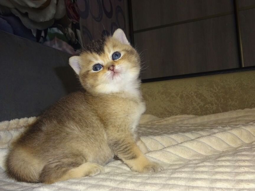 Шотландские прямоухие котята
