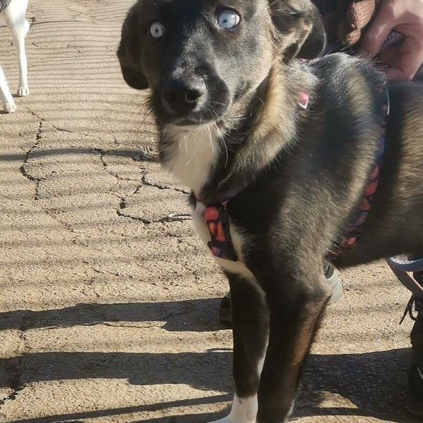 Щенок в добрые руки с голубыми глазами