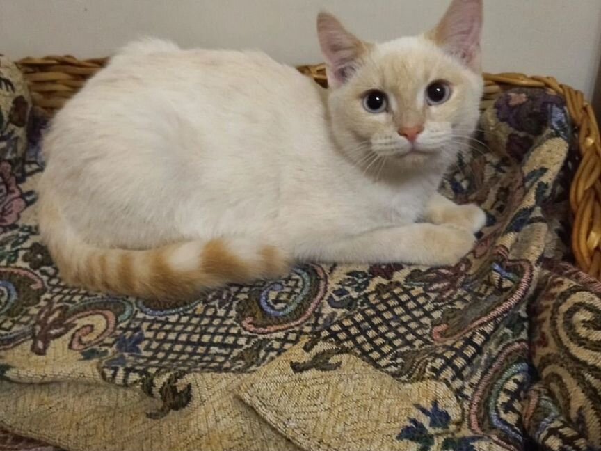 Котята Ушастик и Серый ищут хозяев. В хорошие руки