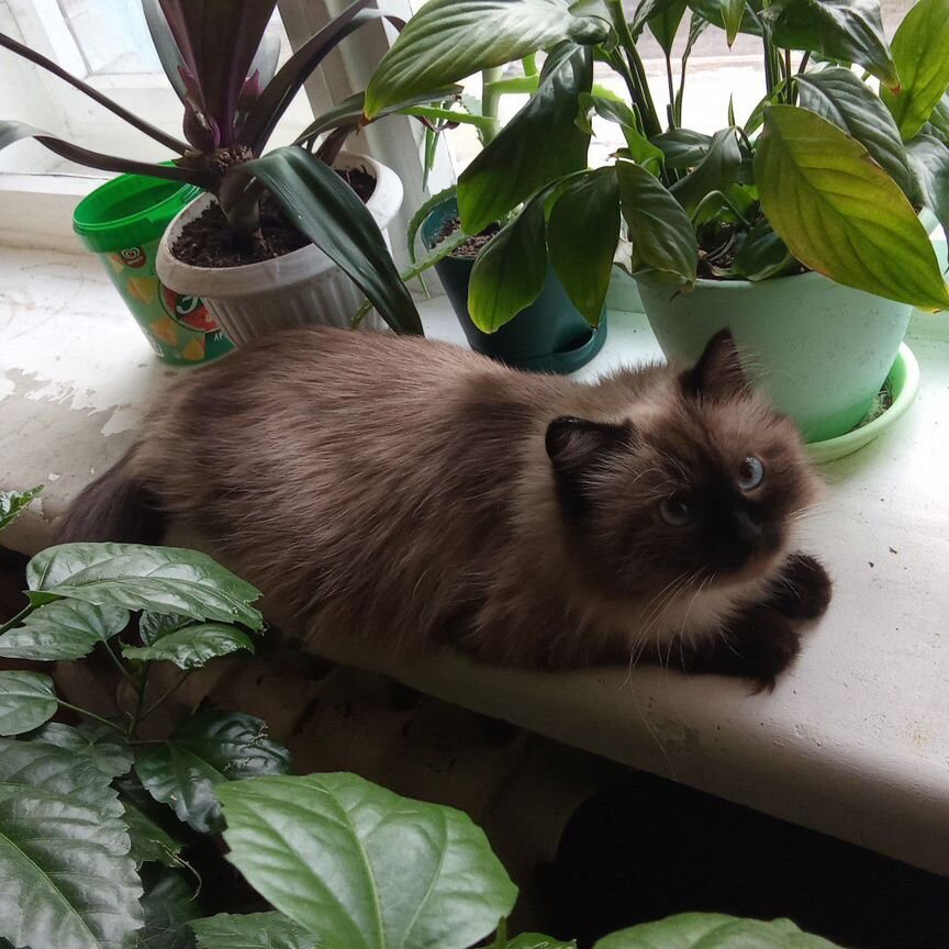 В хорошие руки