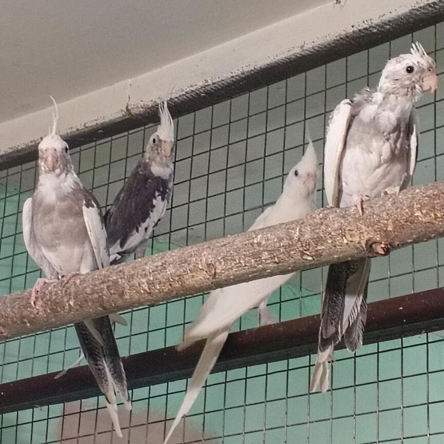 Птенцы безщеких Корелл