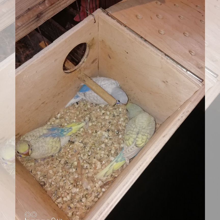 Птенцы волнистый попугай