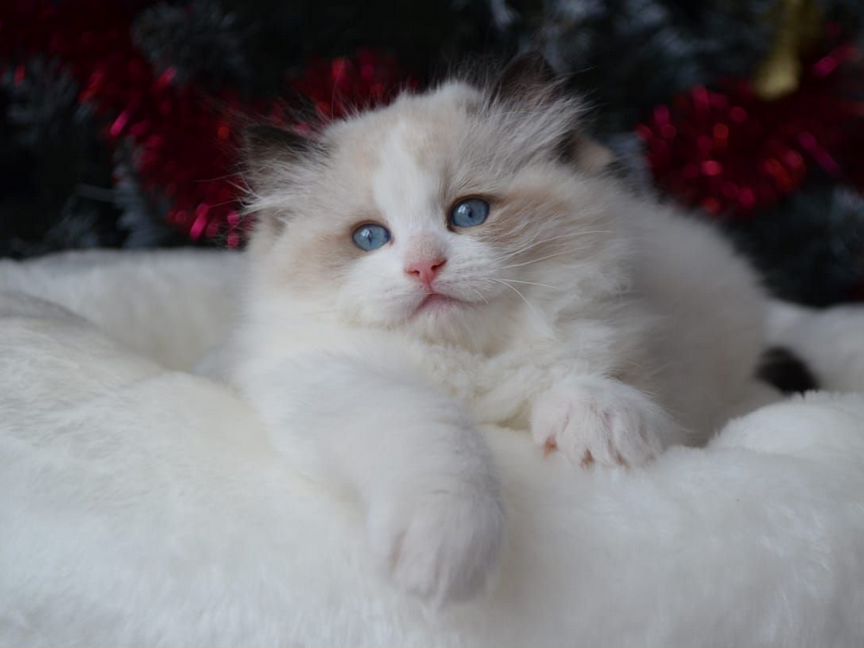 Котята рэгдолл