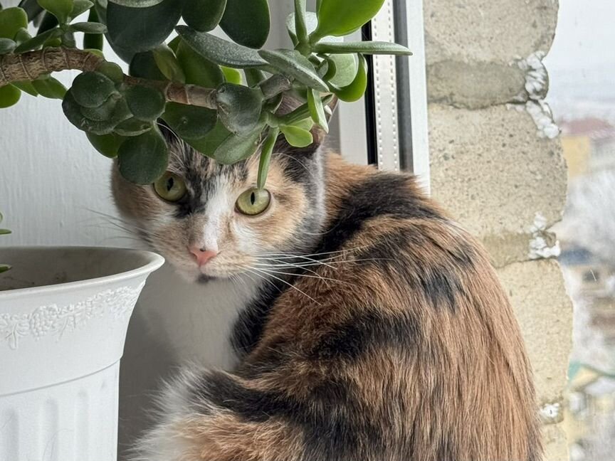 Отдаю в добрые руки кошечку