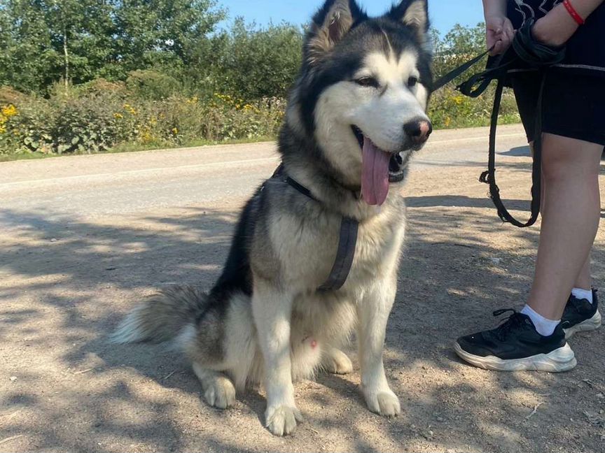 Собака в добрые руки хаски молодая