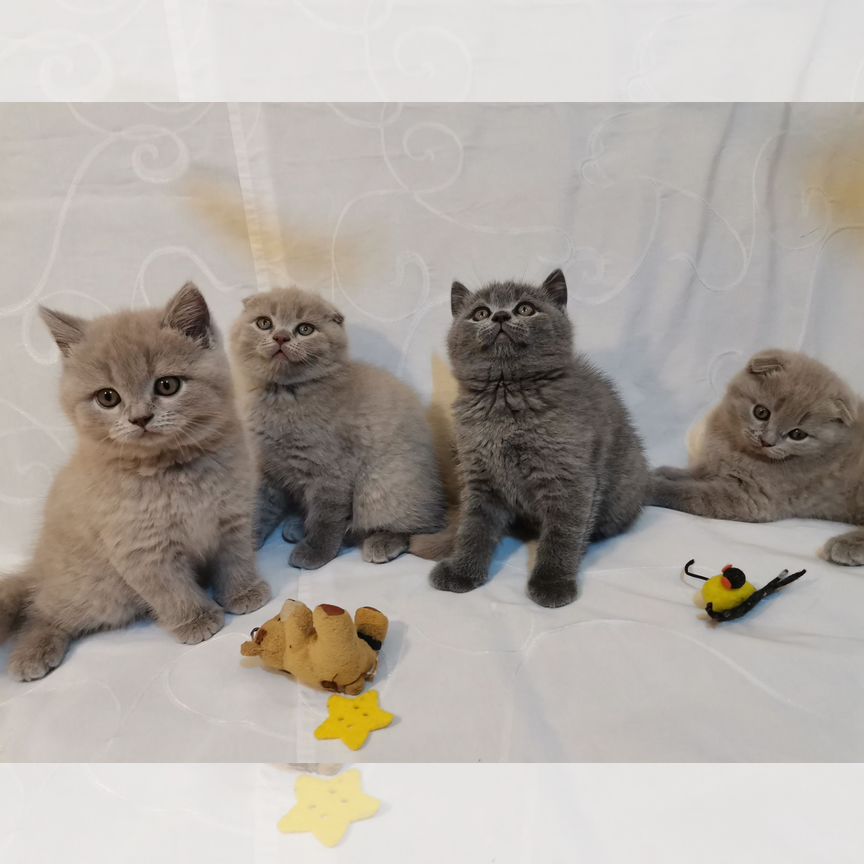 Британские котята