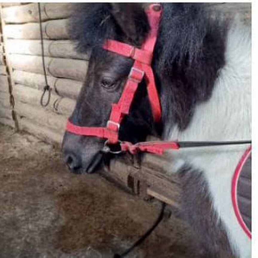 Уздечка для pony