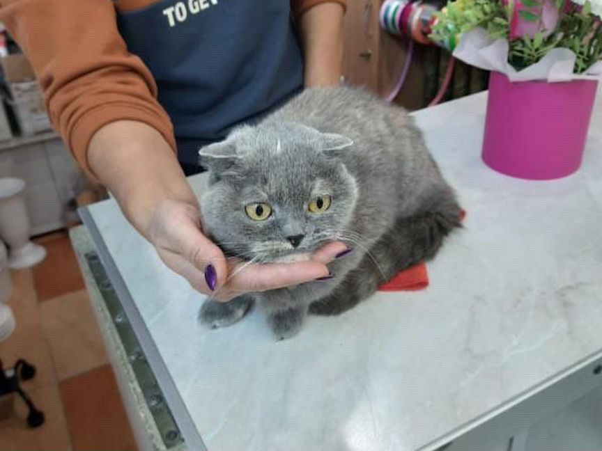 Шотландская