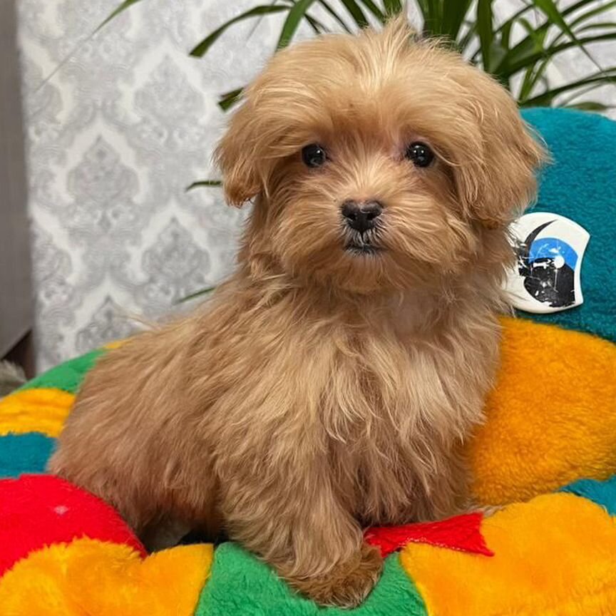 Кукольная мальтипушка