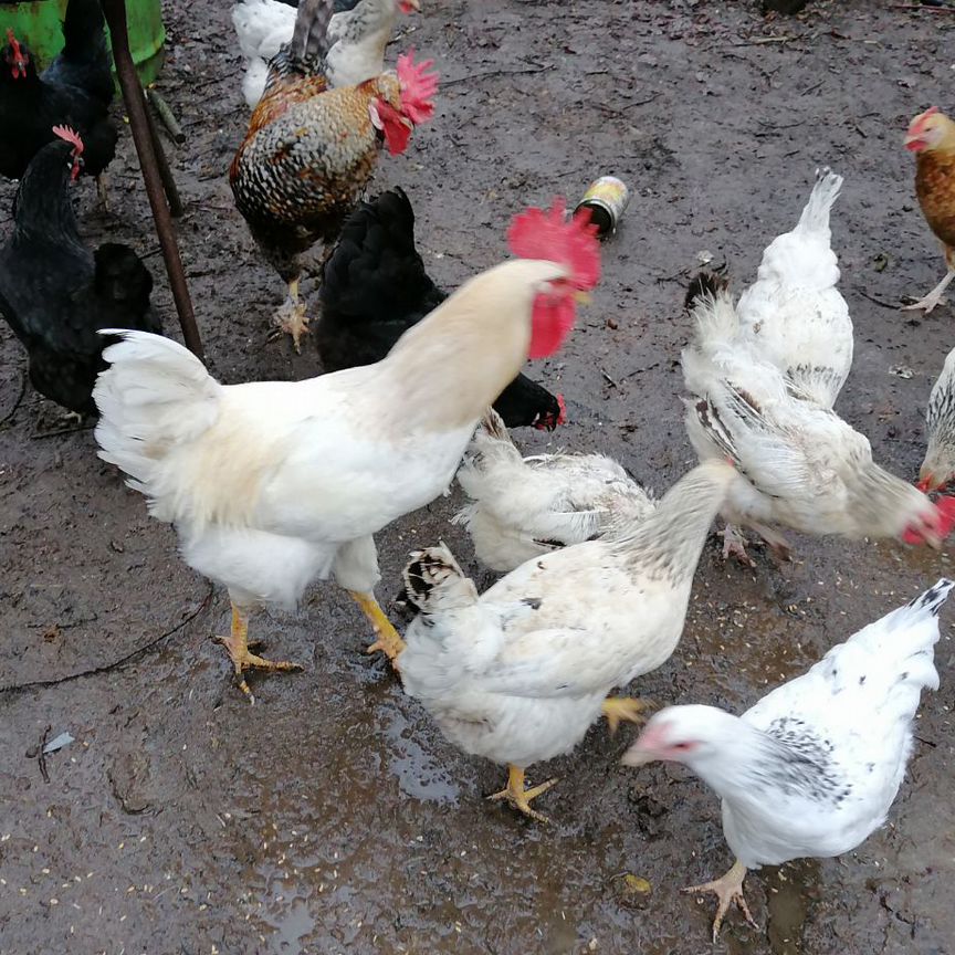 Петух домашний