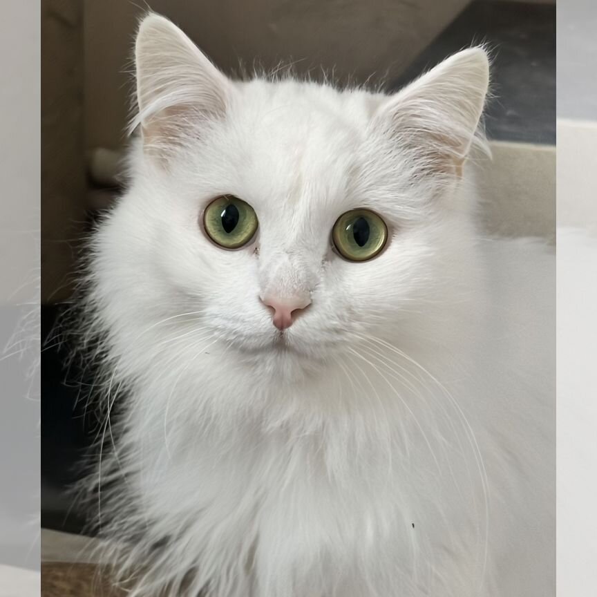 Взрослая, кошка в добрые руки