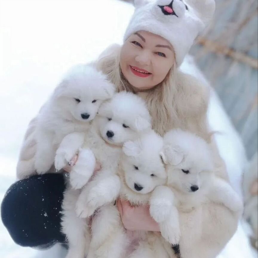 Собака самоед