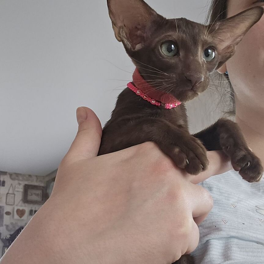 Ориентальный котенок мальчик