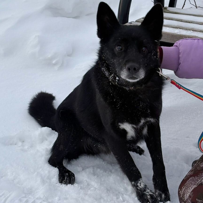 Взрослый пёс в добрые руки