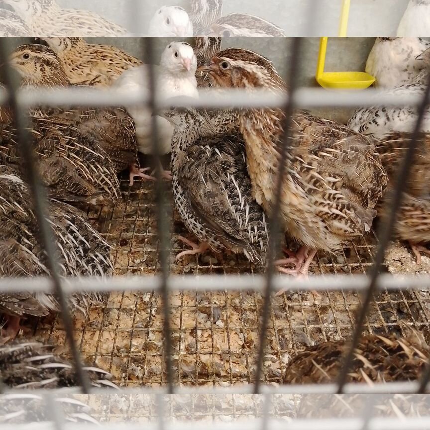 Перепел несушка, и птенцы