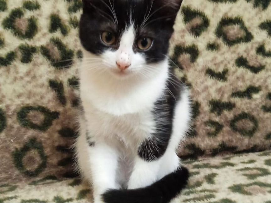 Европейская кошка