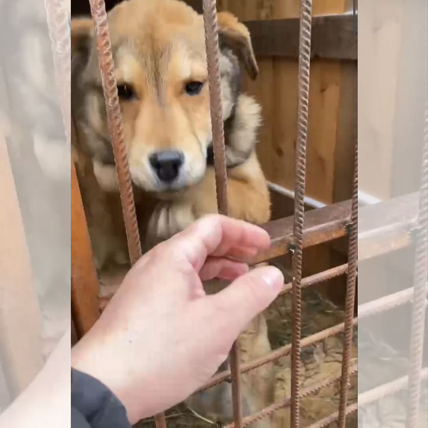 Щенок в добрые руки