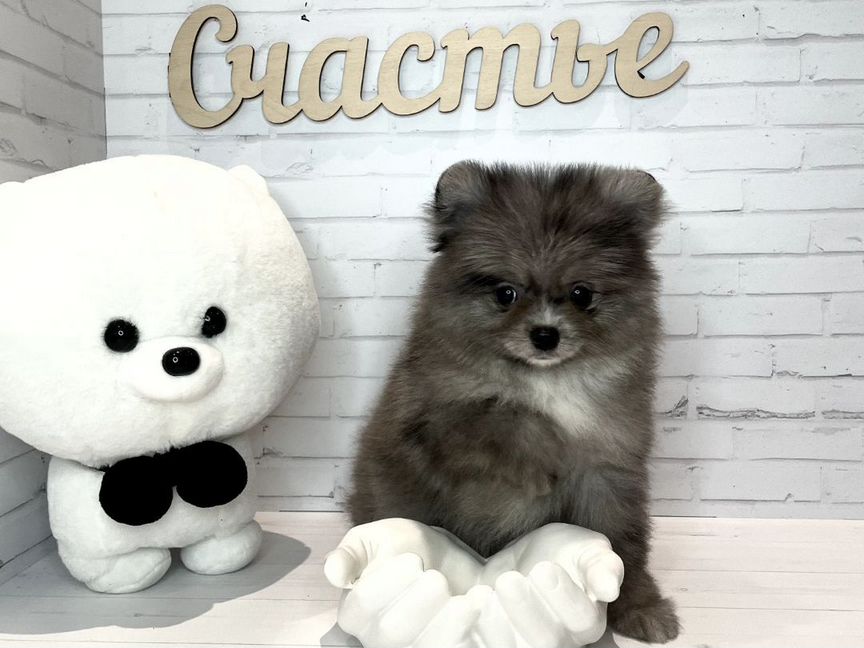 Редкий и безумно красивый окрас Мерле