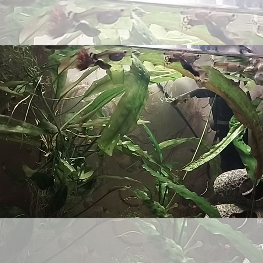 Гуппи сомики улитки растения