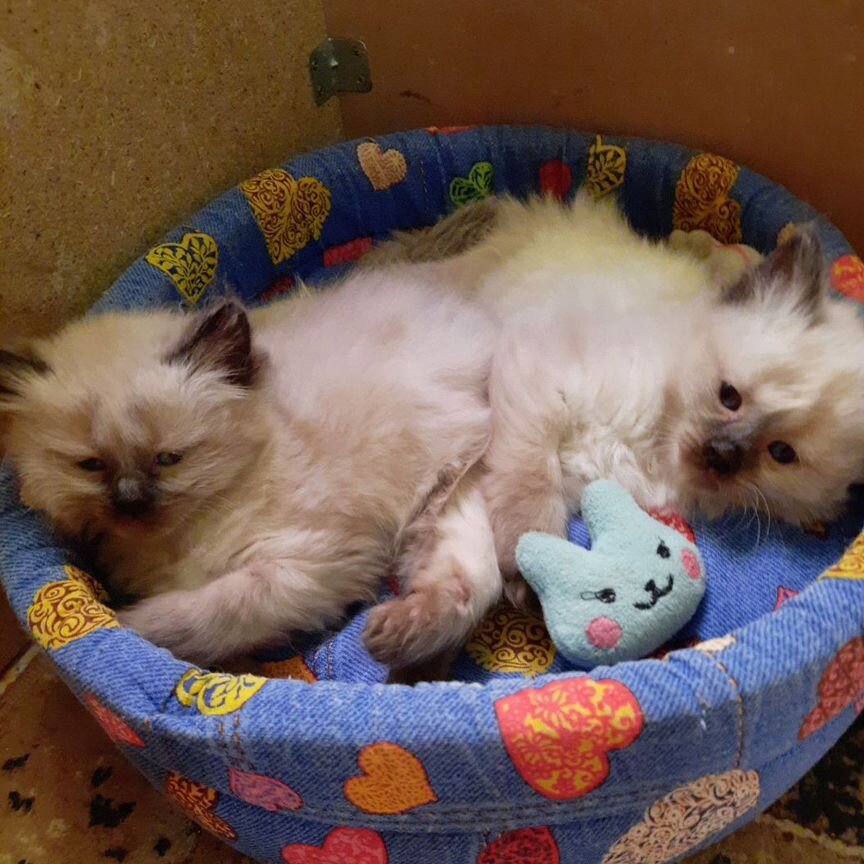 Невский маскарадный котёнок