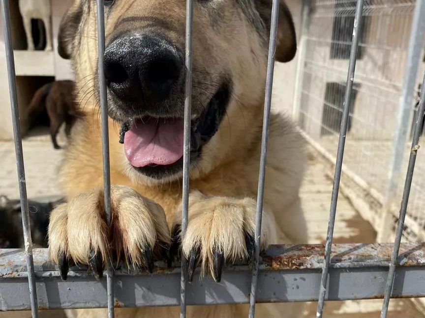 Собака Потап